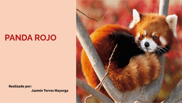 PRESENTACION PANDA ROJO | Genially