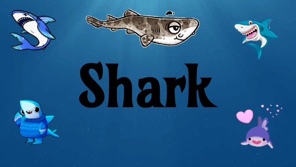 Shark
