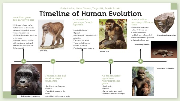 Timeline of Human Evolution | Genially