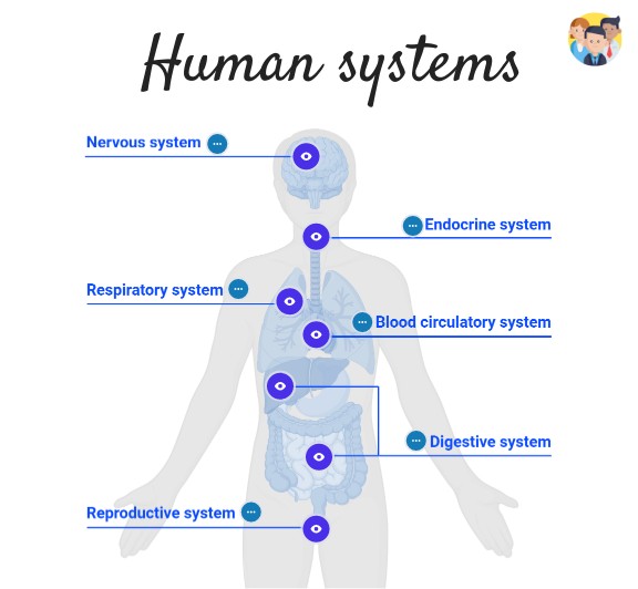 Human systems | Genially