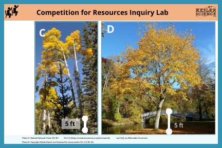 Competition for Resources Inquiry Lab 2D