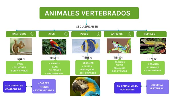 CLASIFICACION DE LOS ANIMALES VERTEBRADOS