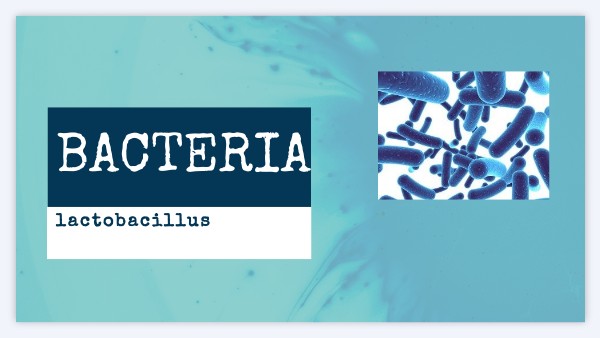lactobacillus