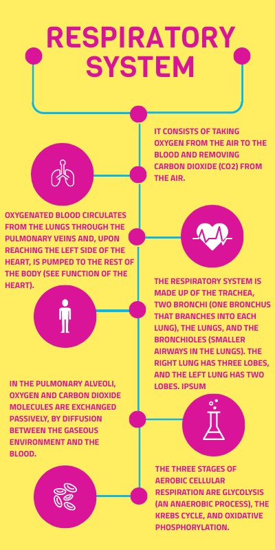 Respiratory System | Genially