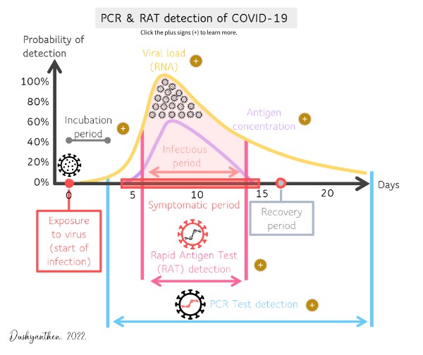 PCR vs RAT testing | Genially
