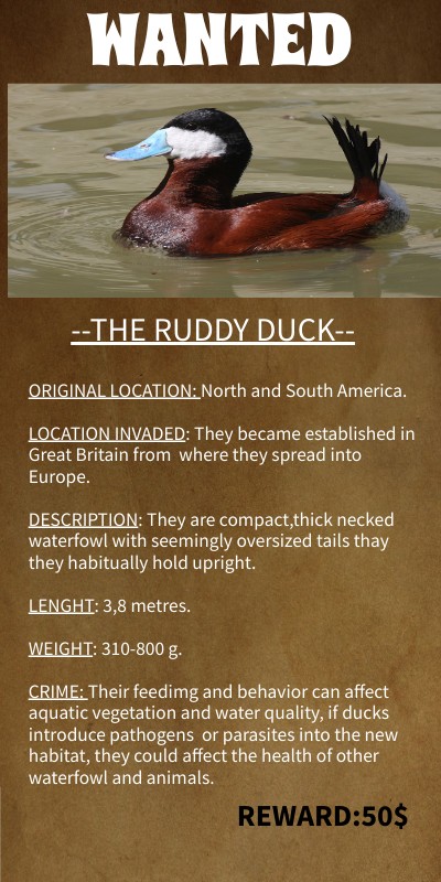 WANTED POSTER | Genially