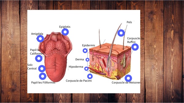 Marc y Àngel | Genially