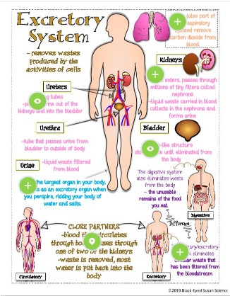 Excretory System