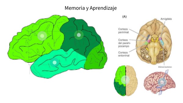 Memoria Neuro Cognitiva Repaso Genially