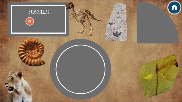 Fossils Lesson- shared