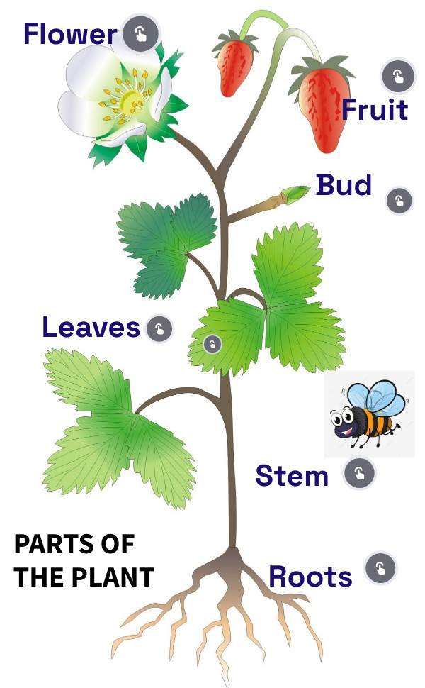Parts of the plant