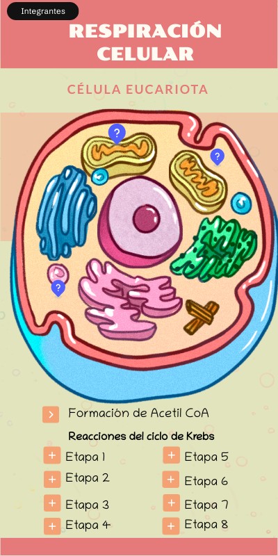 Respiración Celular | Genially