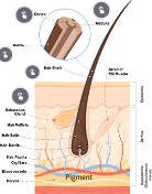 hair forensic science | Genially