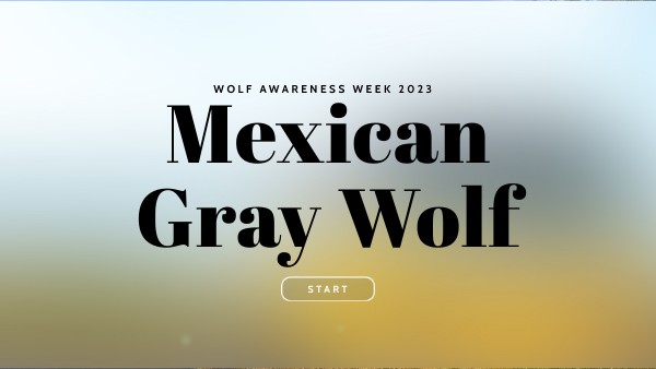 Mexican Gray Wolf - 2023