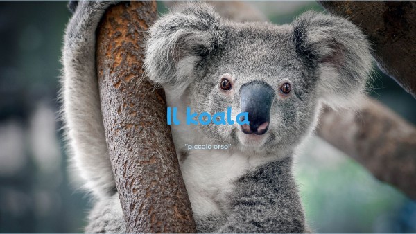presentazione koala | Genially