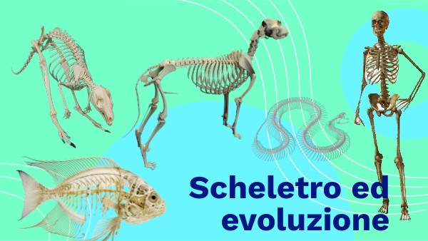 EVOLUZIONE SCHELETRO | Genially