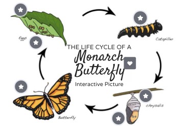 Mrs.Williams 1st grade class: Monarch Butterflies
