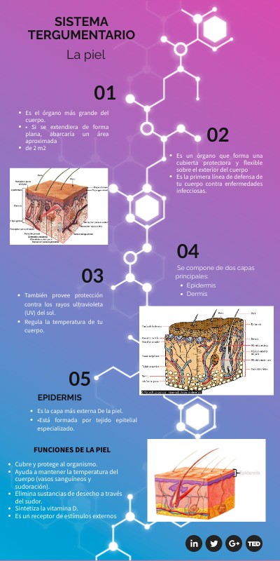 SISTEMA TEGUMENTARIO | Genially