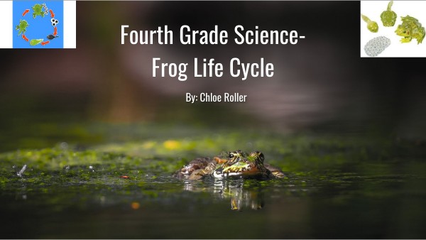 Interactive image- Frog Life Cycle | Genially