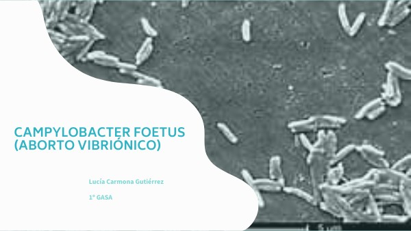 Campylobacter foetus | Genially