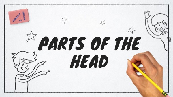 Parts of the head