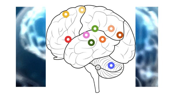 Bases cerebrales | Genially