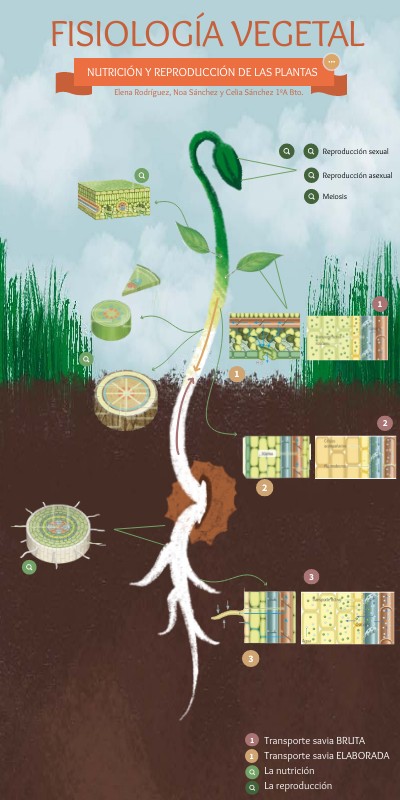 INFOGRAFÍA FISIOLOGÍA VEGETAL | Genially