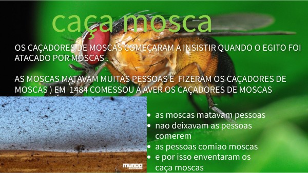 caça moscas