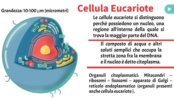 Biologia scala Cellule eucariote ed procariote | Genially