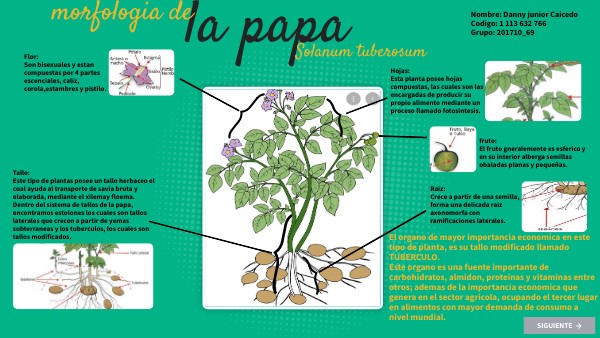 Morfologia de la papa | Genially