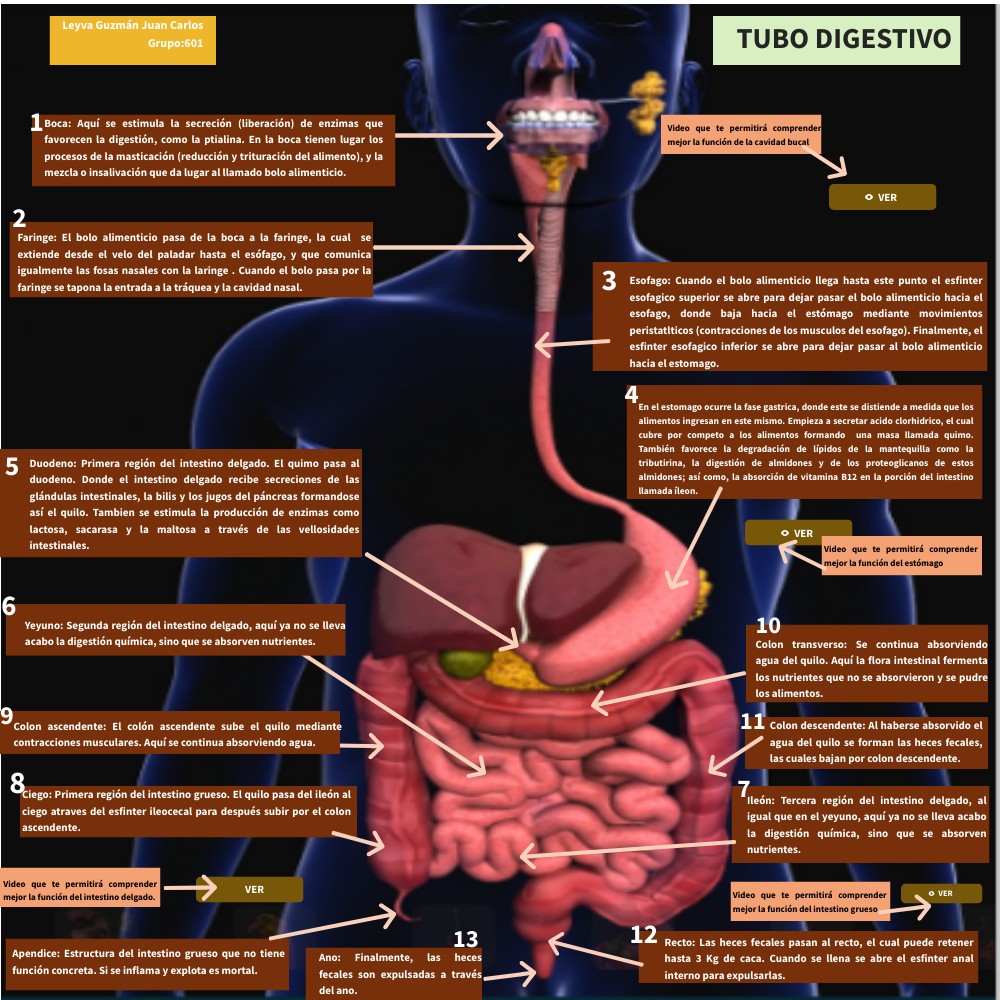 Tubo digestivo | Genially