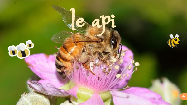 Le api | Genially