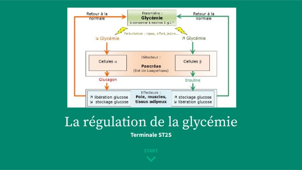 Régulation de la glycémie TST2S | Genially