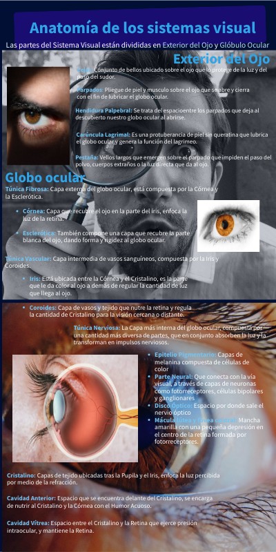 Anatomia del sistema visual | Genially