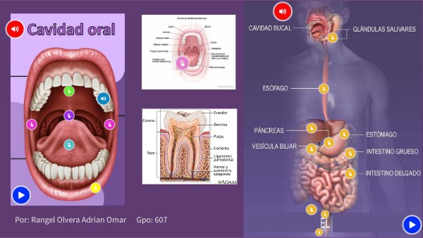 Tubo digestivo y cavidad oral