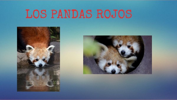 trabajo panda rojo