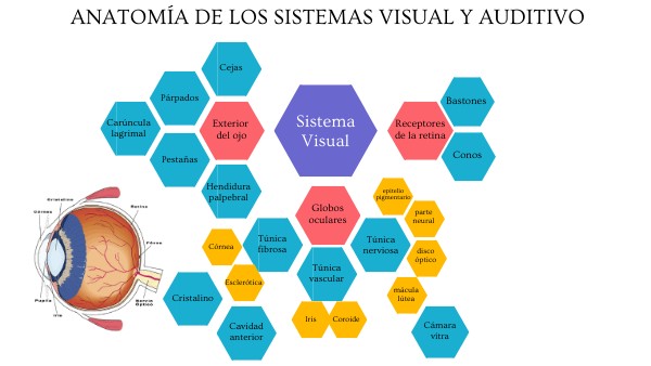 Anatomía de los sistemas visual y auditivo | Genially