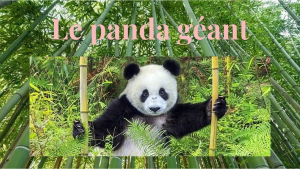 Le panda géant