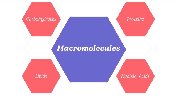 Macromolecules | Genially