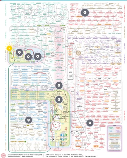 Mapa Metabólico Interactivo | Genially