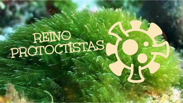 PRESENTACIÓN algas | Genially