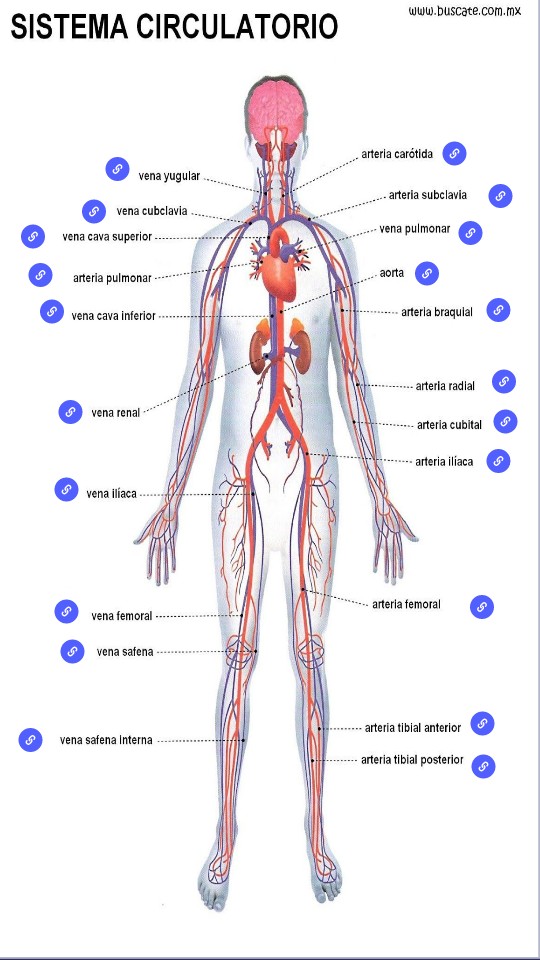 Essential Vertical Interactive Image