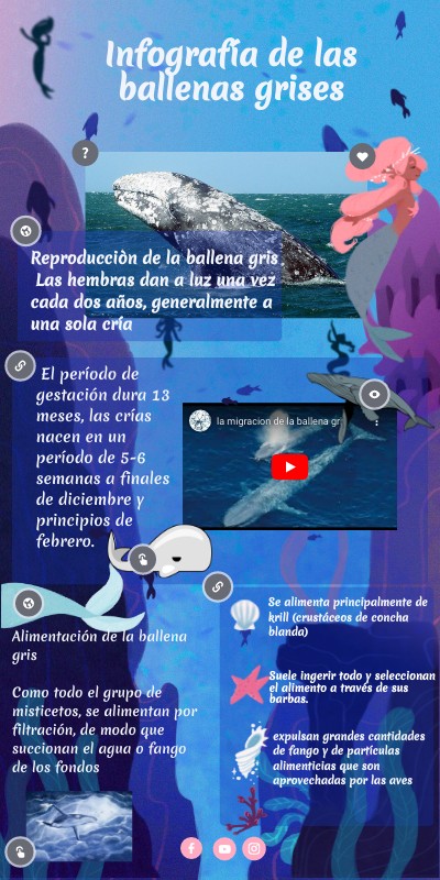 INFO BALLENA GRIS | Genially
