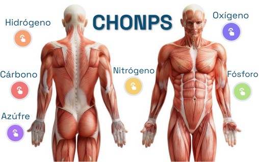 CHONPS | Genially