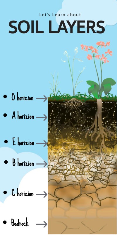 All about Soil | Genially