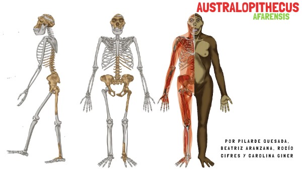 AUSTRALOPITHECUS | Genially