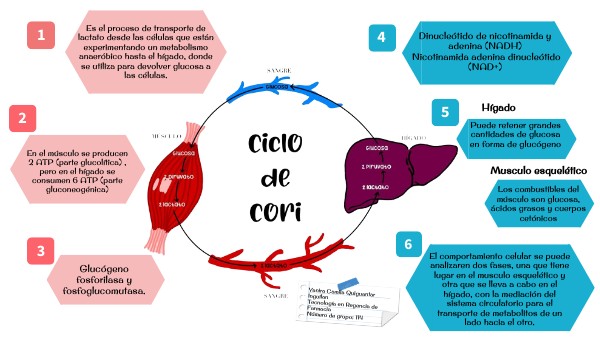 Ciclo de Cori | Genially