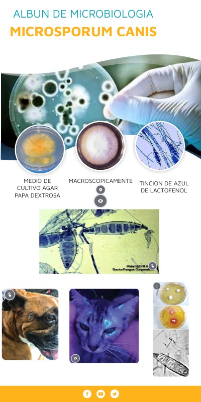 ALBUM DE MICROBIOLOGIA | Genially