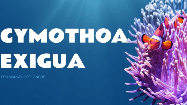 Presentation Cymothoa Exigua