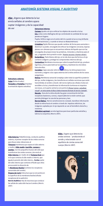 Anatomía sistema visual y auditivo | Genially